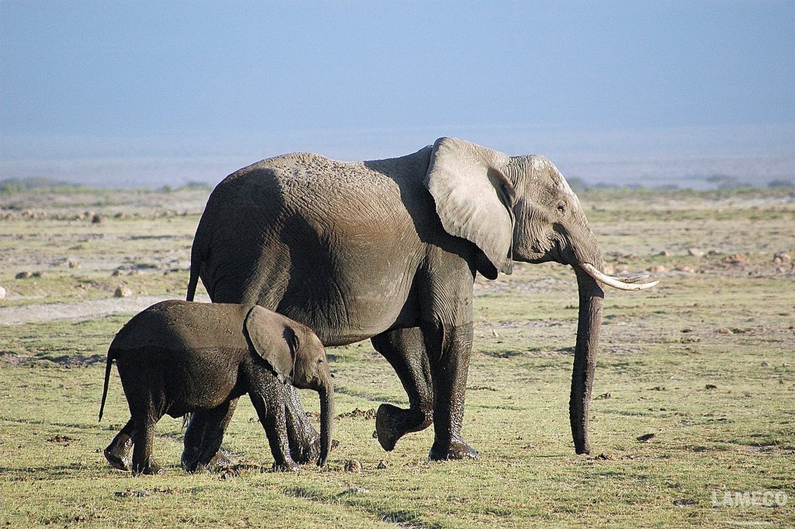 EXPLORANDO KENIA 2026 - Lameco Viajes