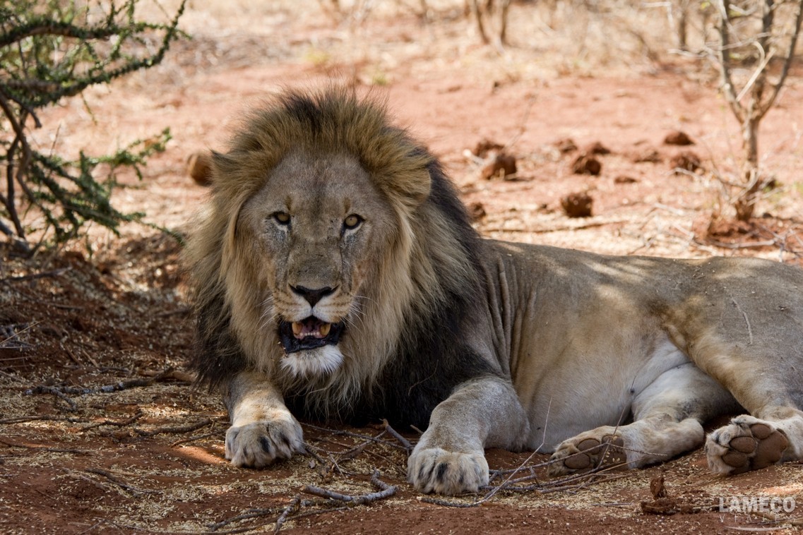 lion - Lameco Viajes